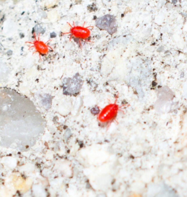 Tiny Black Bugs In House Near Windows: How To Identify And Get Rid Of Them