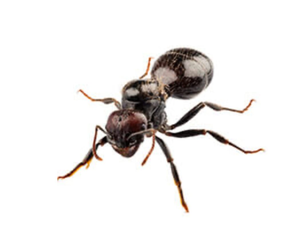 Tiny Black Bugs In House Near Windows: How To Identify And Get Rid Of Them