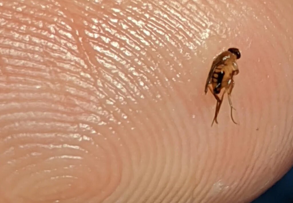 Tiny Black Bugs In House Near Windows: How To Identify And Get Rid Of Them