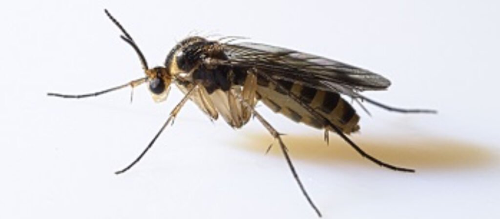 Tiny Black Bugs In House Near Windows: How To Identify And Get Rid Of Them